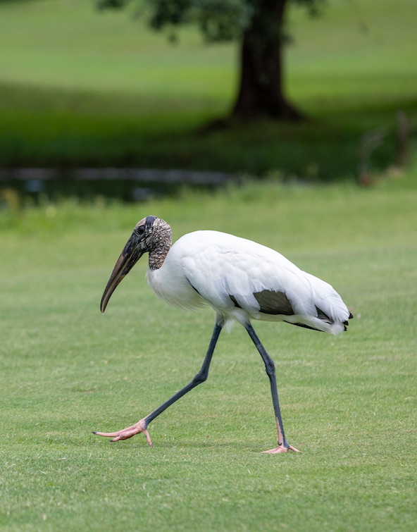Home - Flamingo Golf